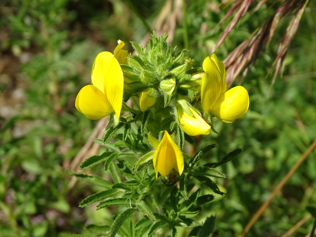 yellow restharrow from 73170 Saint-Jean-de-Chevelu, France on June 14 ...