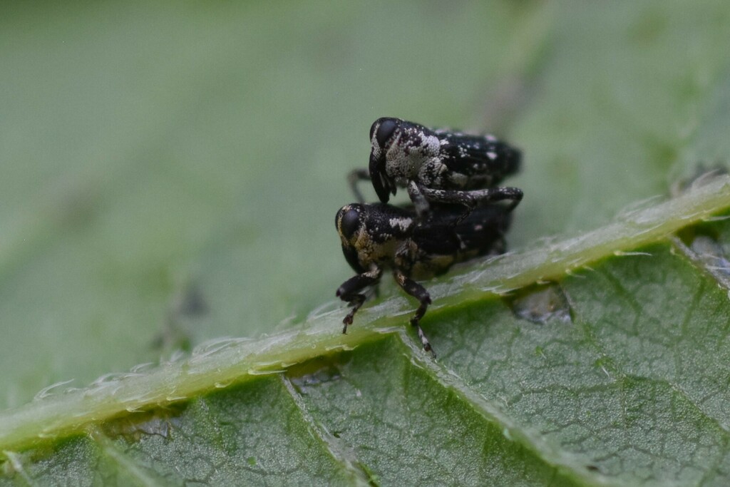 Cylindrocopturus quercus from Saltville, VA, USA on June 13, 2023 at 05 ...