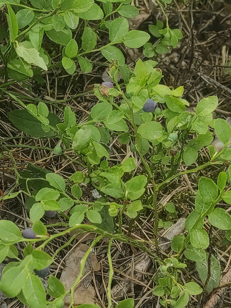 common bilberry from Заводской район, Минск, Беларусь on June 15, 2023 ...