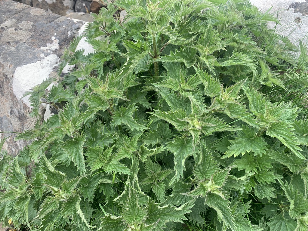 great stinging nettle from Isle of Skye, Portree, Scotland, GB on May ...