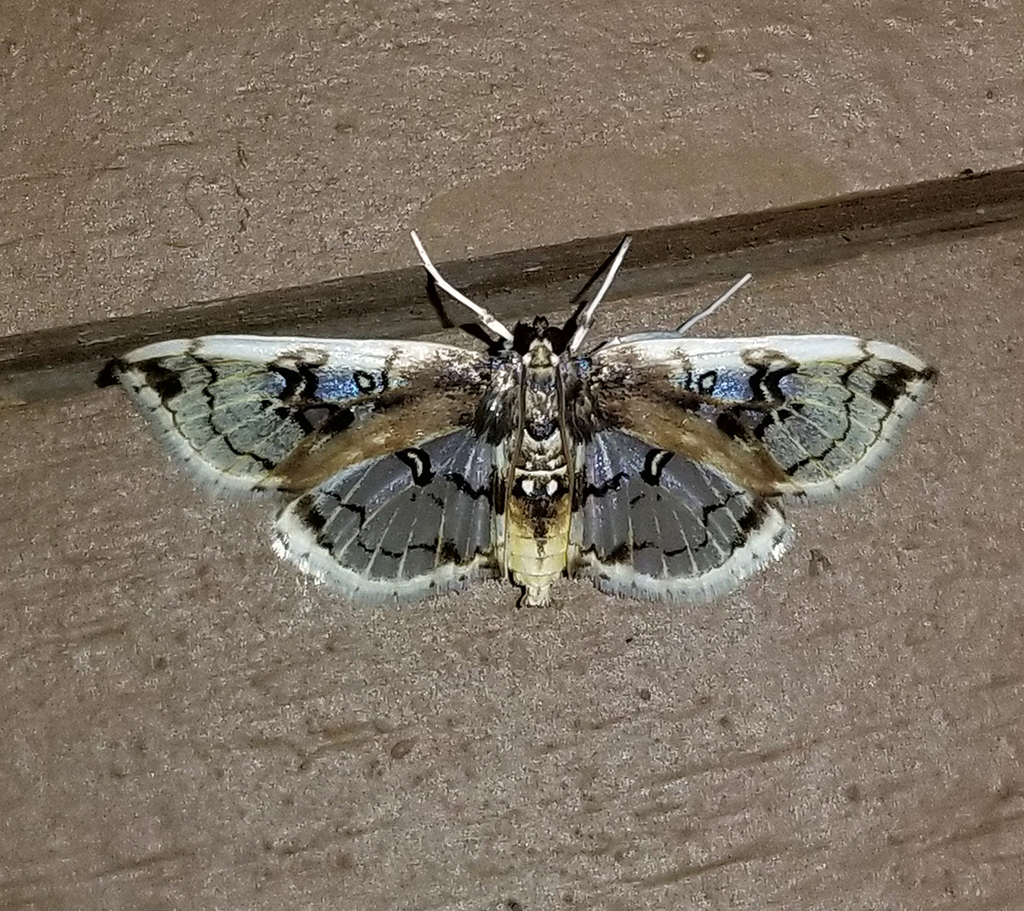 Ornate Compacta Moth from Fentress County, TN, USA on June 15, 2023 at ...