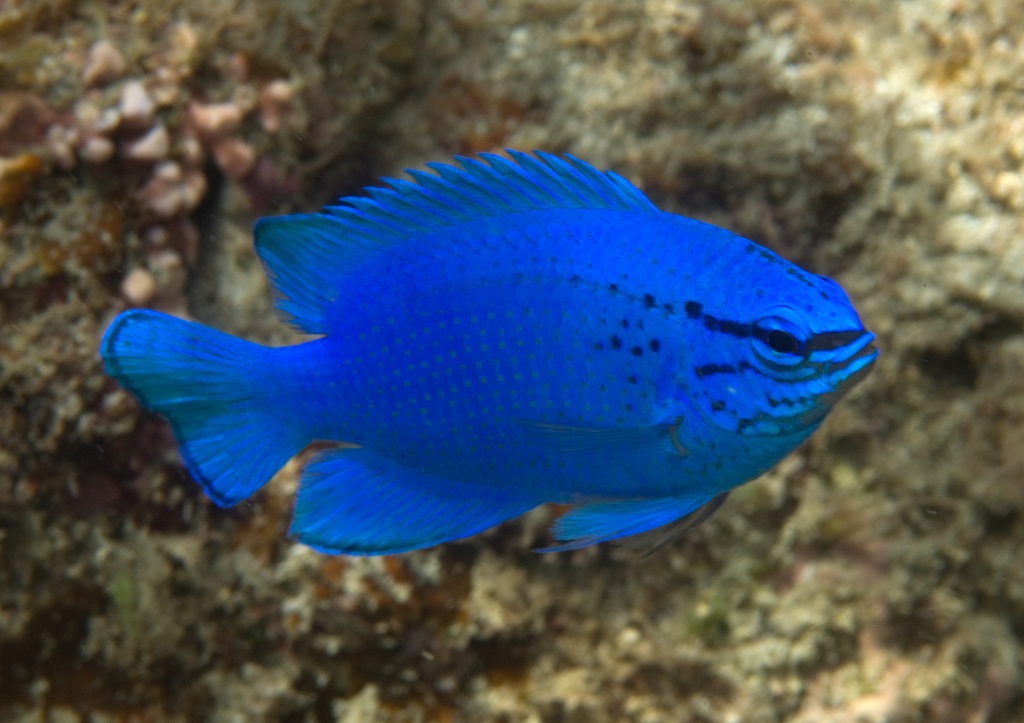 Blue Sapphire Damselfish