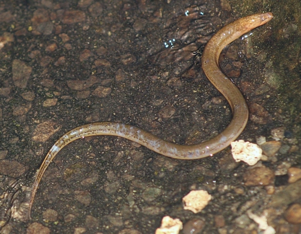 Asian swamp eel from Zakimi River Walk Park on June 15, 2023 at 11:21 ...