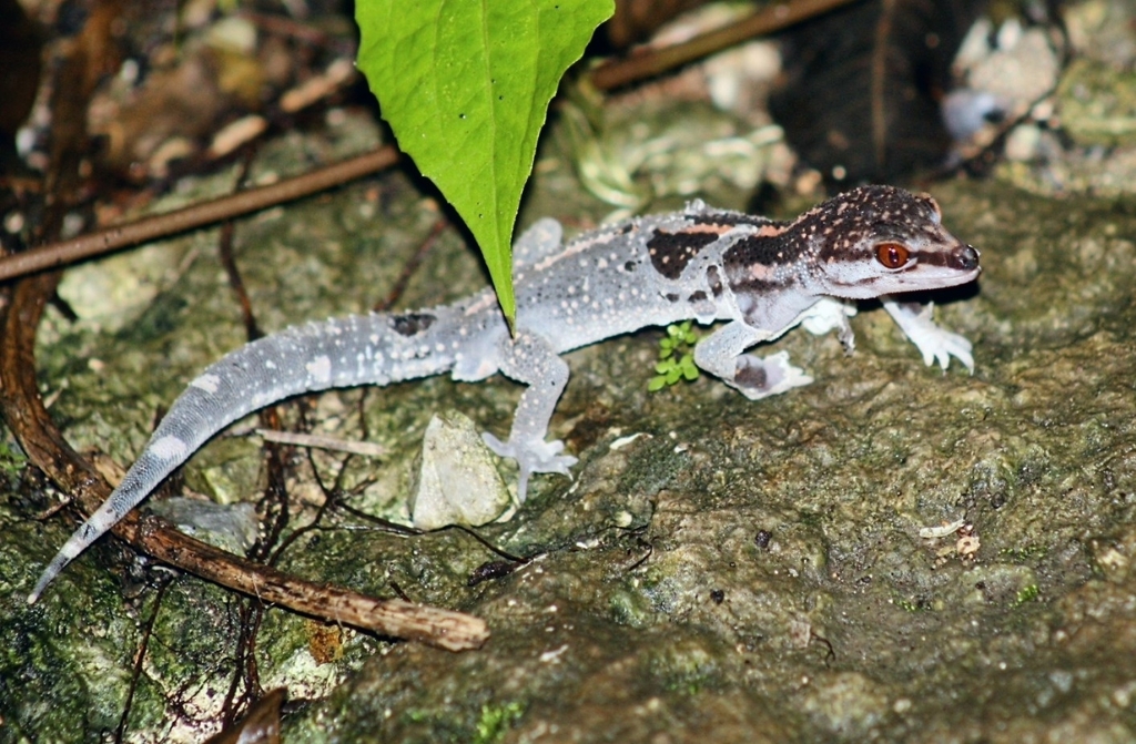Kuroiwa's Ground Gecko in June 2023 by dobbby · iNaturalist