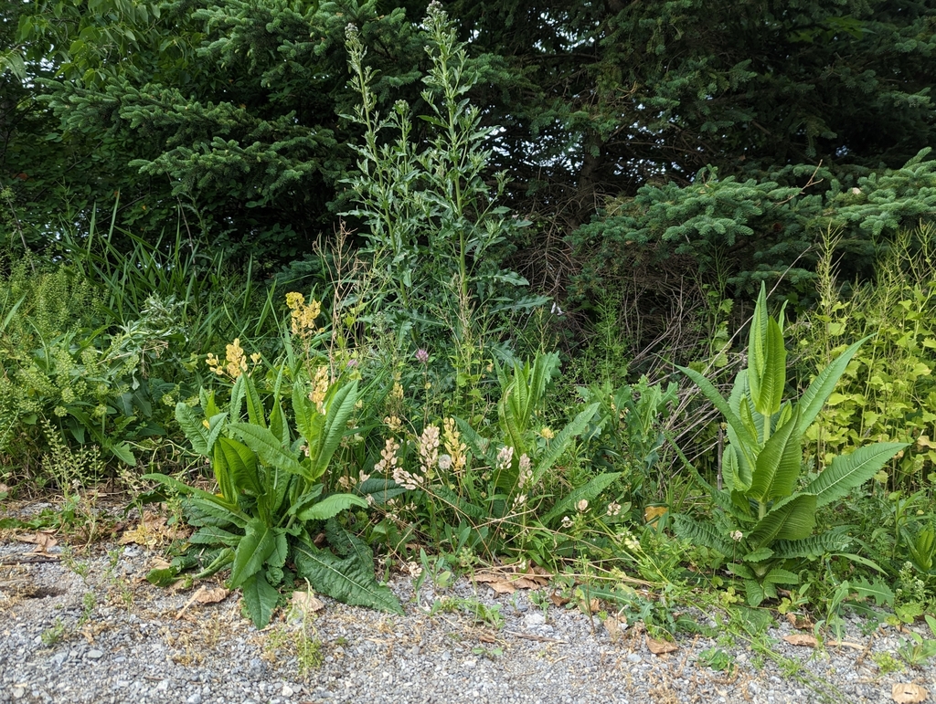 field penny-cress from Milton, ON L9T 8G7, Canada on June 14, 2023 at ...