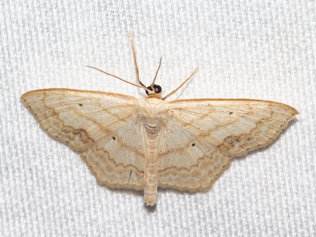 Large Lace-border Moth from Anne Arundel County, MD, USA on June 10 ...