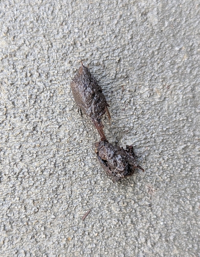 iNaturalist Tracking Database – NatureTracking