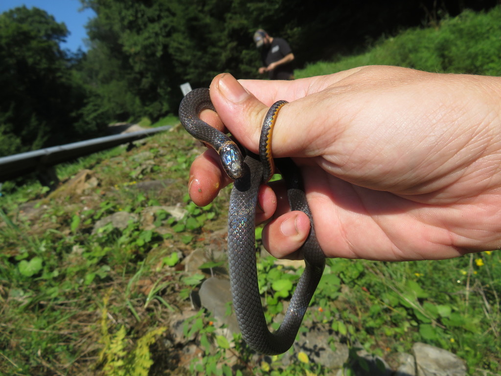 Northern Ringneck Snake from Clarion County, PA, USA on August 4, 2018 ...