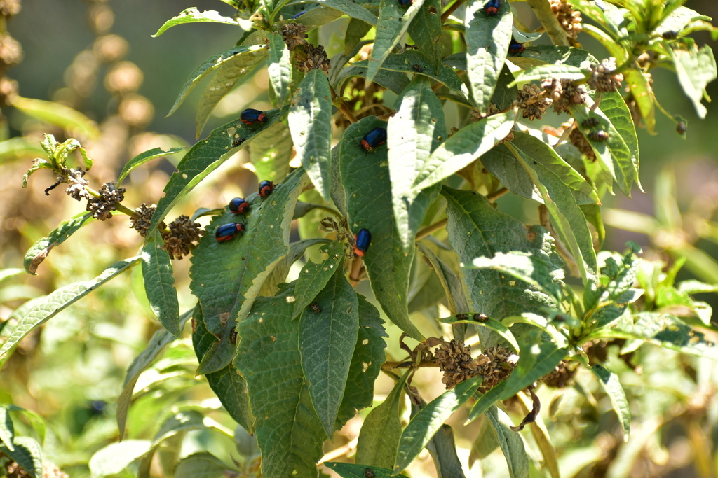 Asphaera abdominalis from Amp Emiliano Zapata, Ciudad de México, CDMX ...