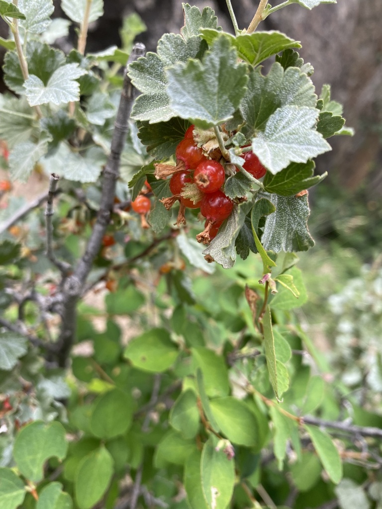 wax currant from Okanagan-Similkameen, BC, CA on 13 June, 2023 at 04:11 ...