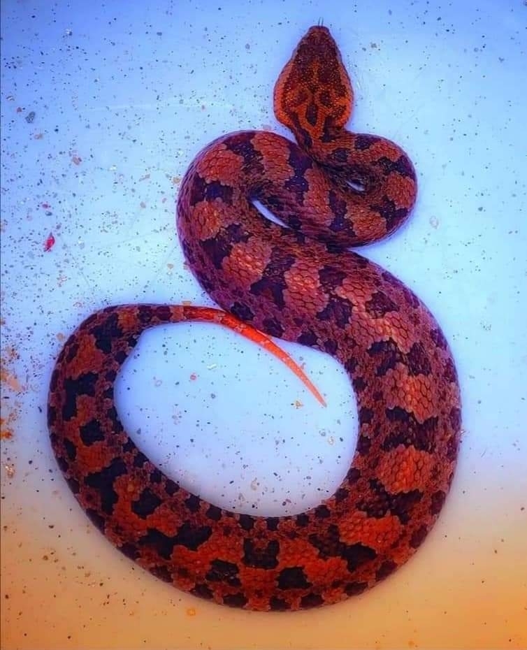 Chinese Mountain Pit Viper from Mogok on July 8, 2021 by Zaw Win Shein ...