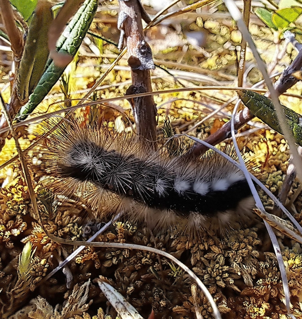 Dark Tussock from 73900 Rautavaara, Suomi on June 15, 2023 by Maarit ...