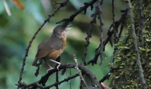 Rusty Mouse-Warbler (Crateroscelis murina) · iNaturalist