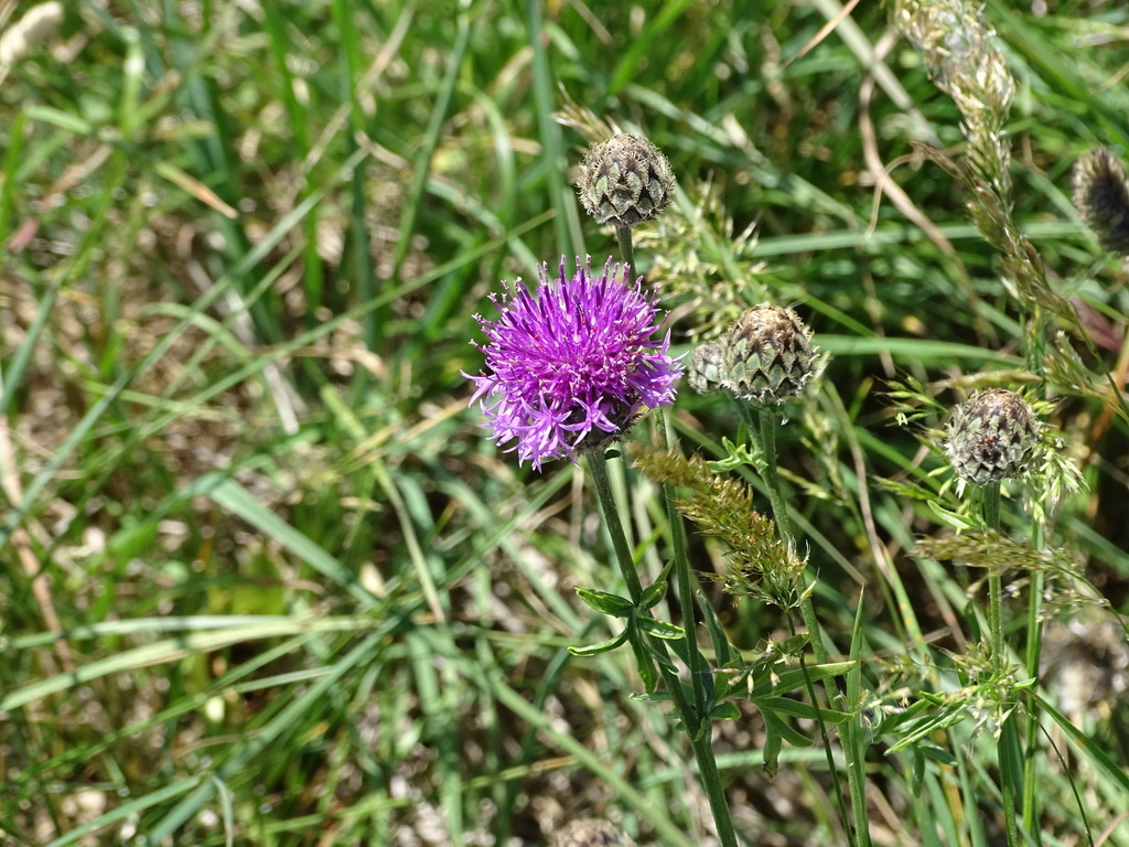 Greater Knapweed from 38650 Gresse-en-Vercors, France on June 29, 2022 at 02:14 PM by ferlay ...