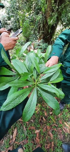 Machilus edulis · NaturaLista Colombia