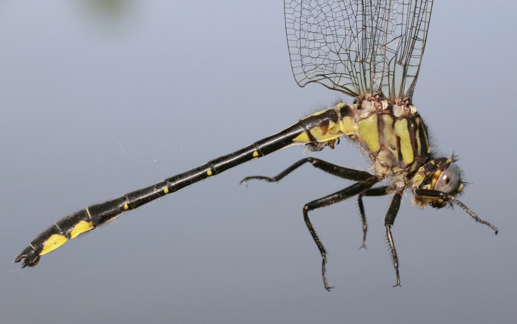 Rapids Clubtail from rivière Nicolet sud-ouest, Danville, QC, Canada on ...