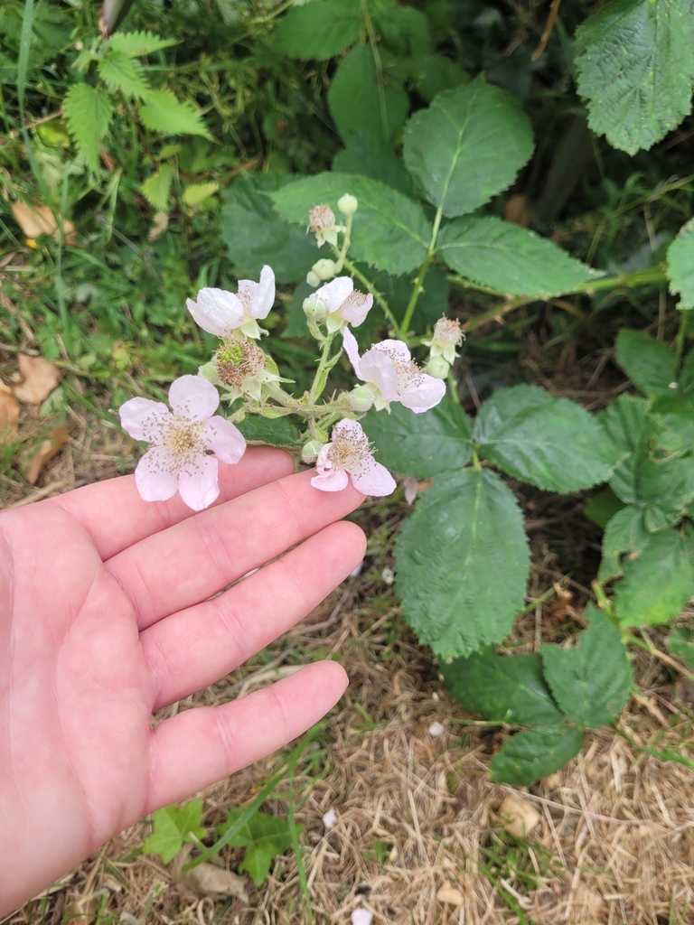 European blackberry complex from Plymouth PL2, UK on June 16, 2023 at ...