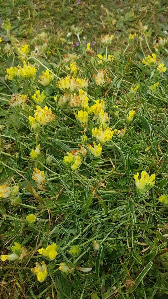Common Kidney-Vetch from Bude EX23 8ND, UK on June 16, 2023 at 10:11 AM ...