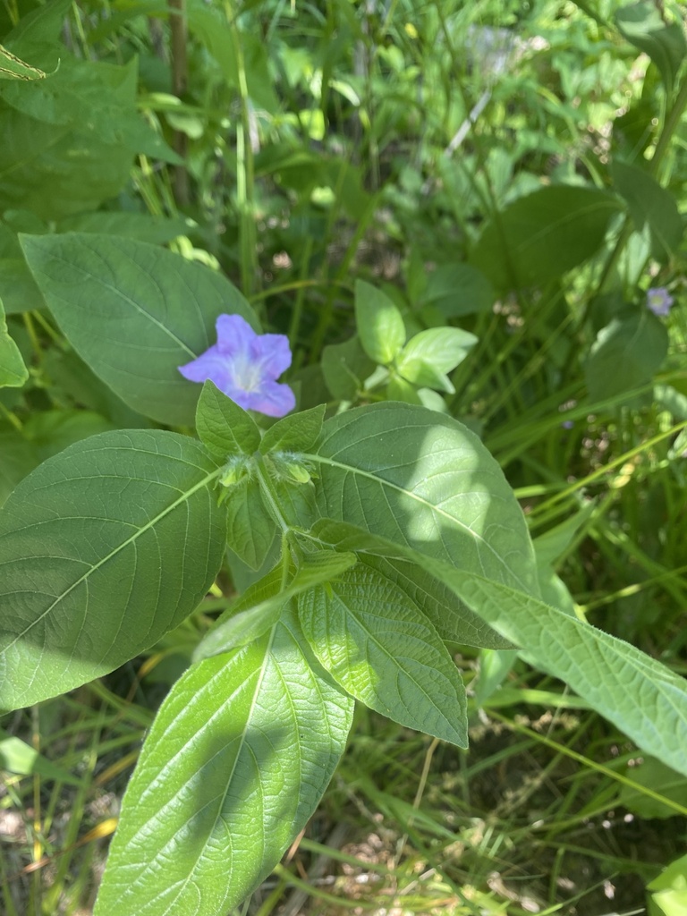 smooth ruellia from Lagro, IN, US on June 10, 2023 at 11:55 AM by Tessa ...