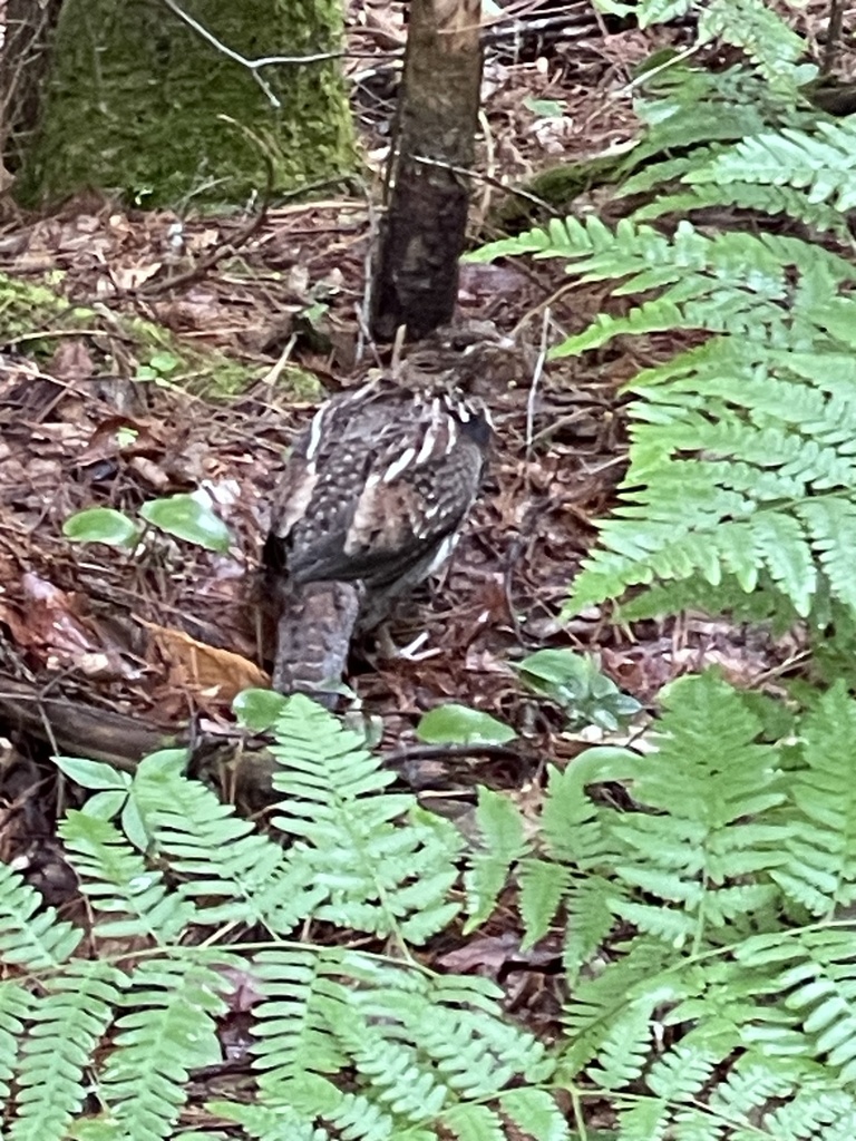 Ruffed Grouse from Tahquamenon Falls State Park, Paradise, MI, US on ...