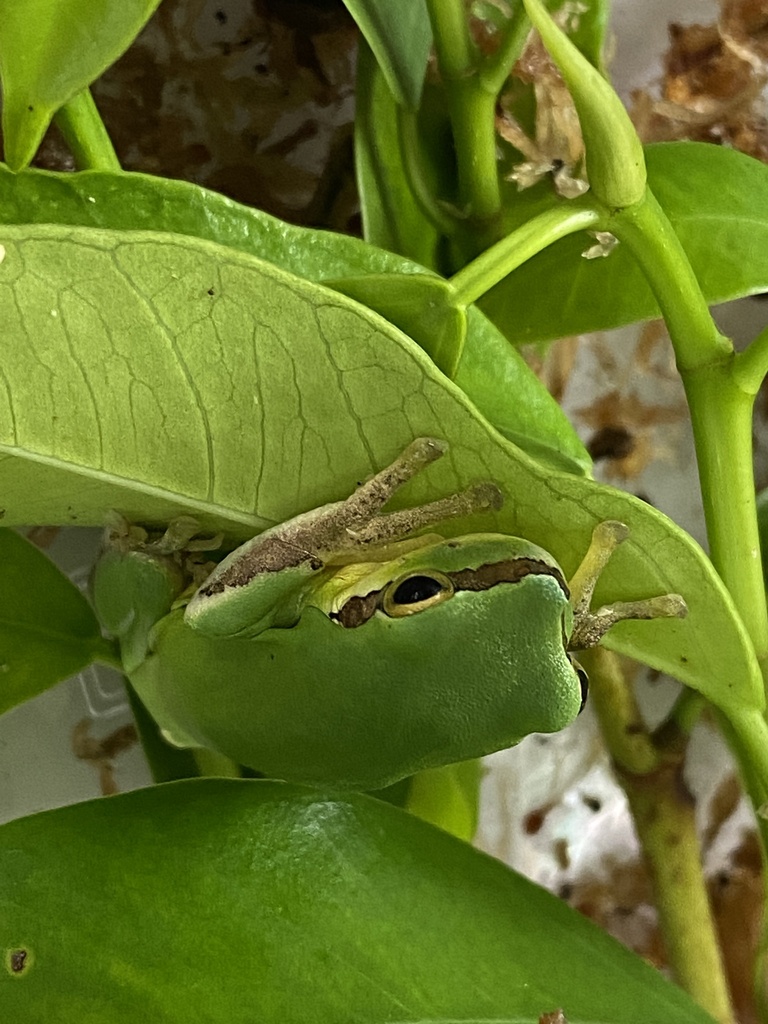 Common Chinese Tree Frog from 宜蘭縣湖山國小, 員山鄉, ILA, TW on June 15, 2023 at ...