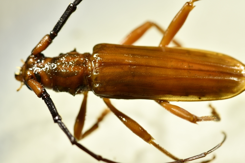 Chlorida festiva from Cedro on September 16, 2018 by Armando R. Stored ...