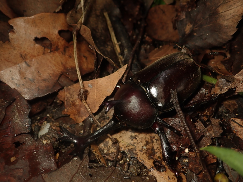 Trypoxylus dichotomus septentrionalis from 東豊浦町, 東大阪市, 大阪府, JP on June ...
