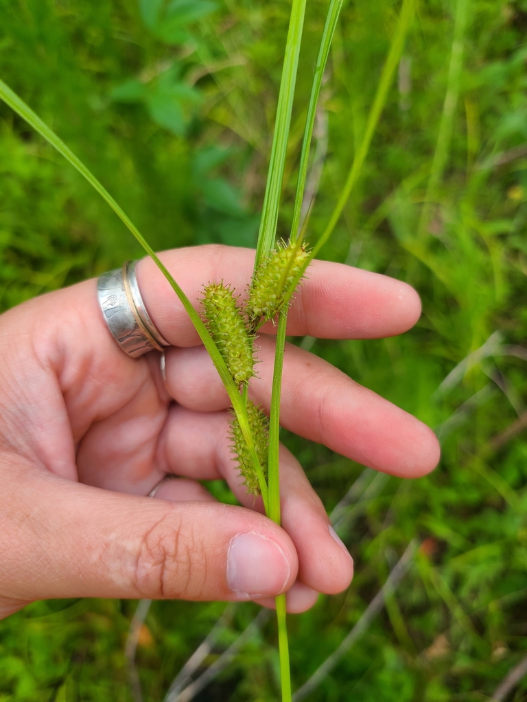Frank's sedge from Marion County, US-SC, US on June 16, 2023 at 09:06 ...