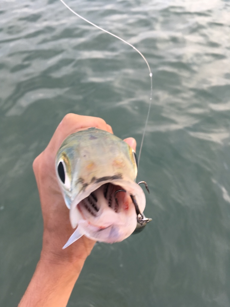Ladyfish from Straits of Florida, , FL, US on December 10, 2018 at 05: ...