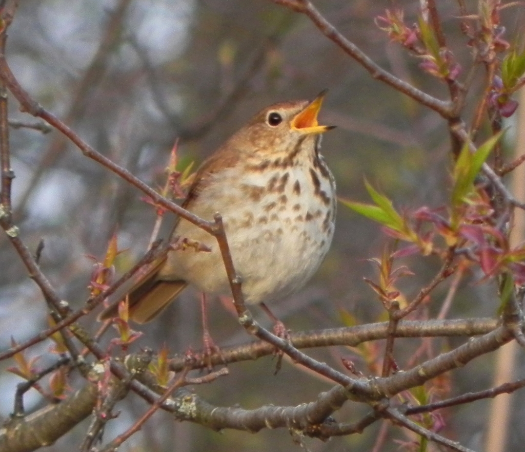 Hermit Thrush from Mio, MI on May 18, 2014 by Damon Haan. Seen along ...