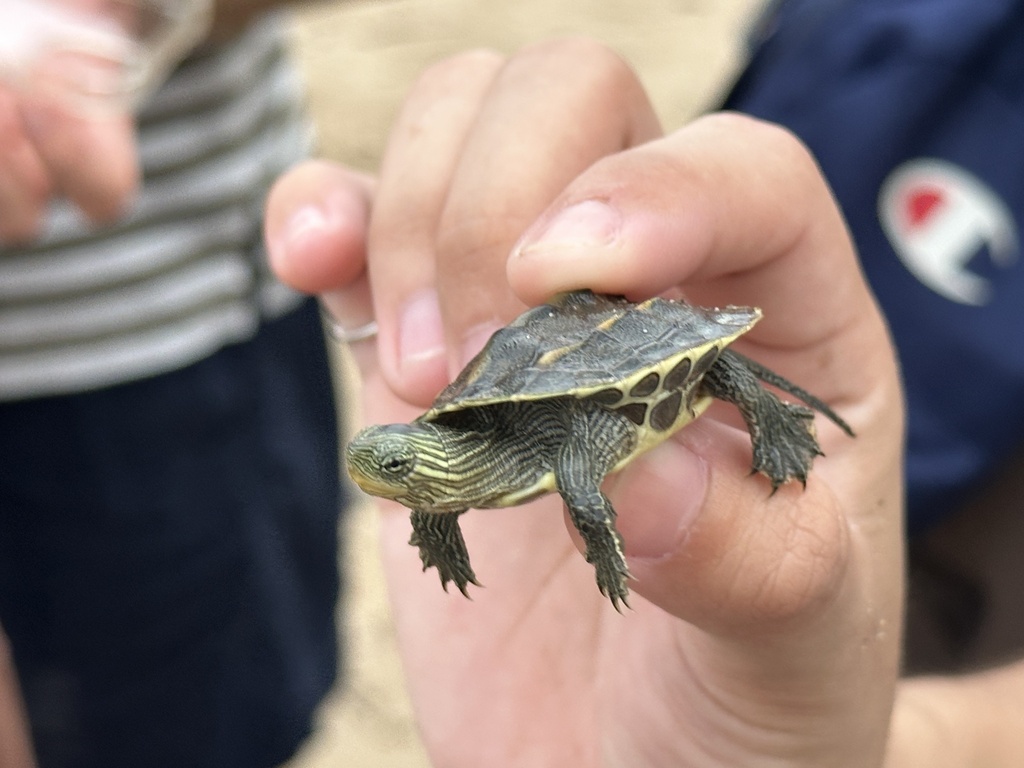 Common thread turtle from 大灣墾丁海水浴場, 恆春鎮, PIF, TW on June 16, 2023 at 06 ...