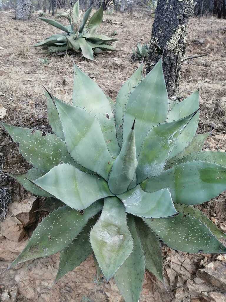 century plants from Chalchihuites, Zac., México on May 29, 2023 at 11: ...