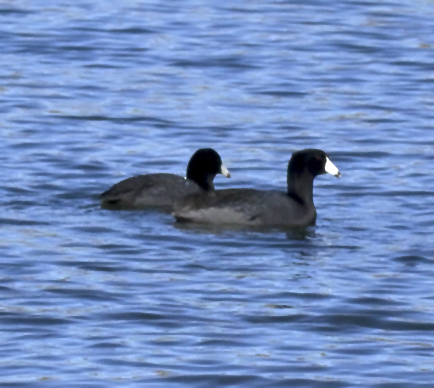 American Coot from Maricopa County, US-AZ, US on January 2, 2016 by ...