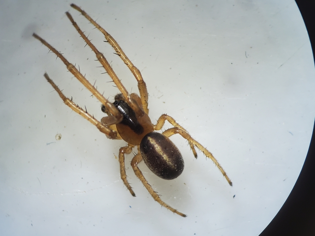 Hypsosinga from Lucas County on June 16, 2023 at 01:57 PM by Melissa ...