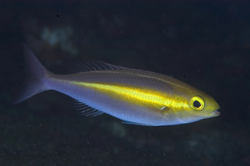 Pentapodus Nemurus