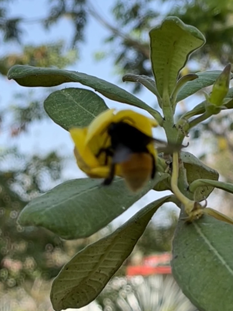 Eulaema polychroma from Zapotiltic, MX-JA, MX on June 15, 2023 at 09:30 ...