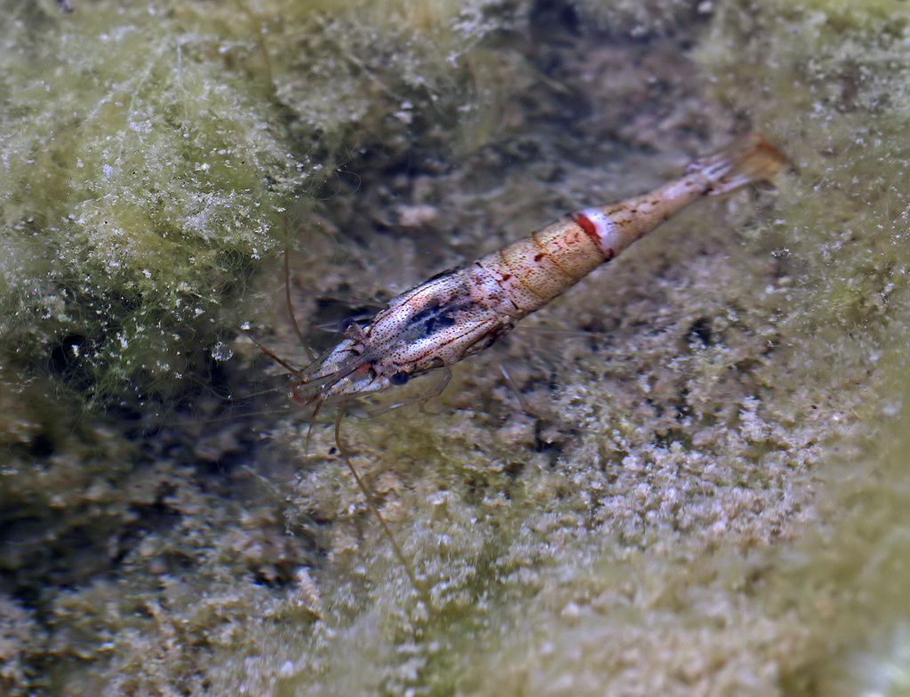 Colossus Freshwater Shrimp in June 2023 by mattberry · iNaturalist