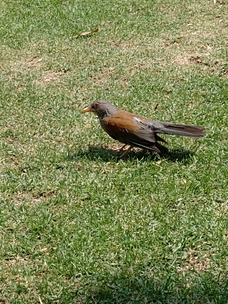Rufous-backed Robin from Portales Nte, 03303 Ciudad de México, CDMX ...