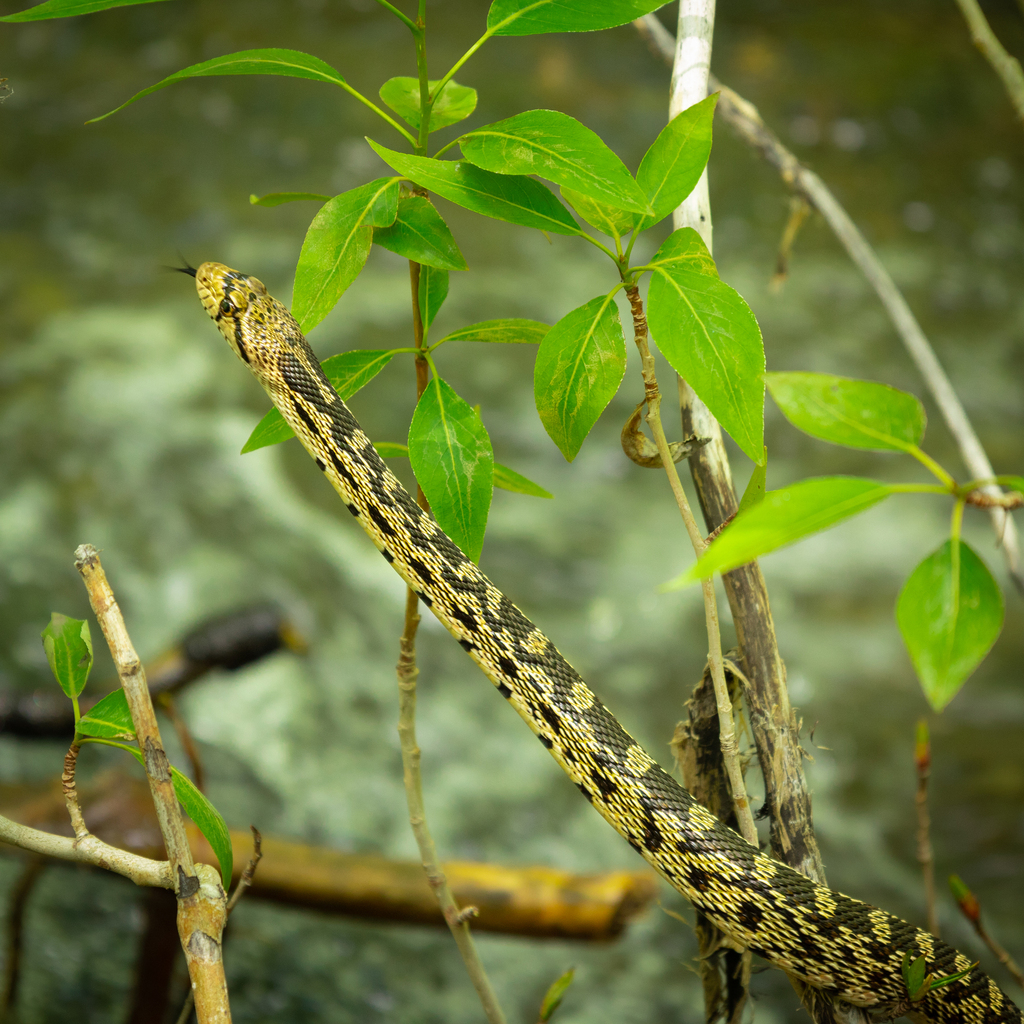 Gopher Snake from Humboldt County, NV, USA on June 13, 2023 at 12:47 PM ...