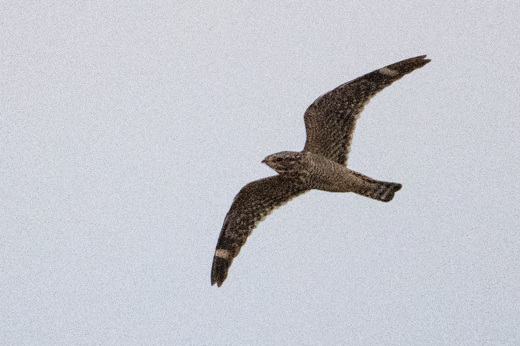Lesser Nighthawk from Borrego Springs, CA 92004, USA on June 14, 2023 ...