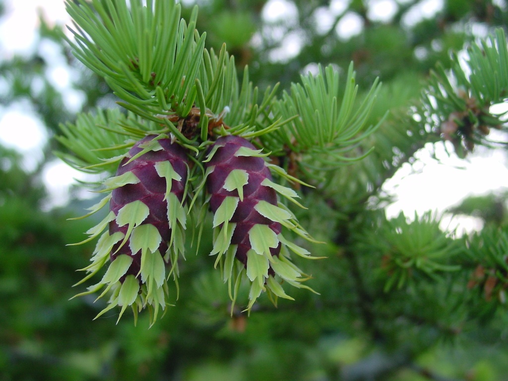 common Douglas-fir from Red Rock Canyon, Waterton Lakes on June 27 ...
