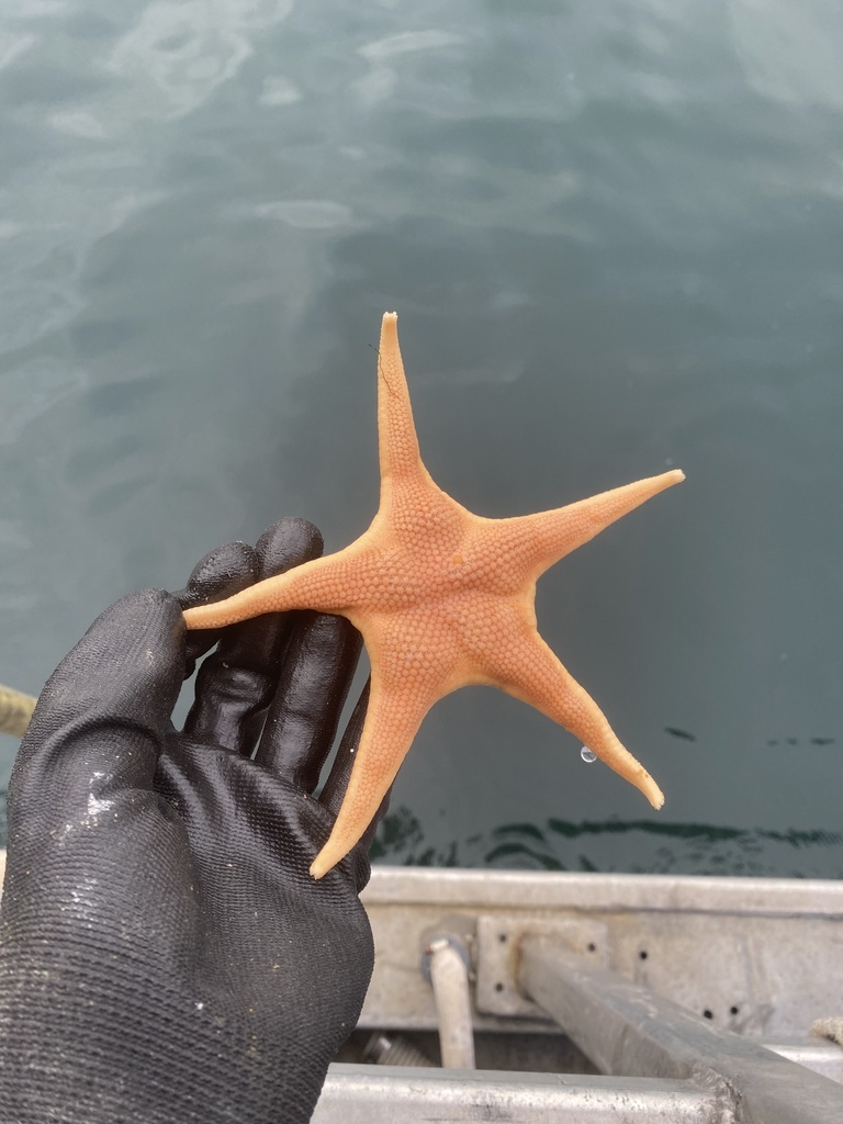 Vermilion Star from Strathcona Provincial Park, Strathcona D (Oyster ...