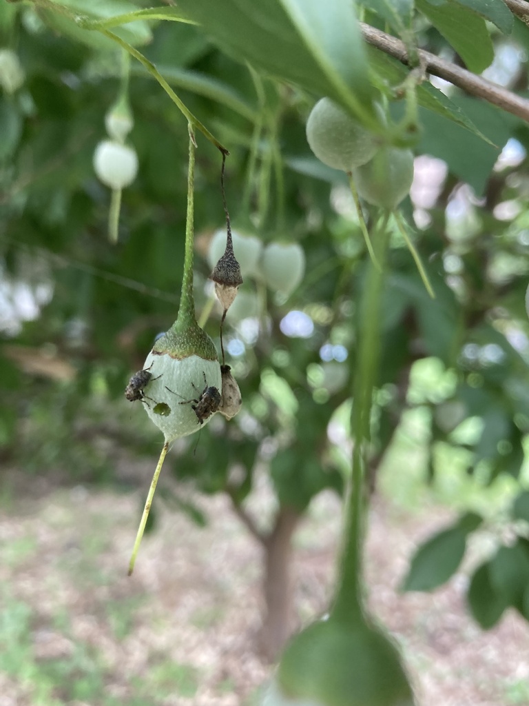 Exechesops leucopis from 筑波大学附属駒場中•高等学校, 世田谷区, 東京都, JP on July 20, 2022 ...