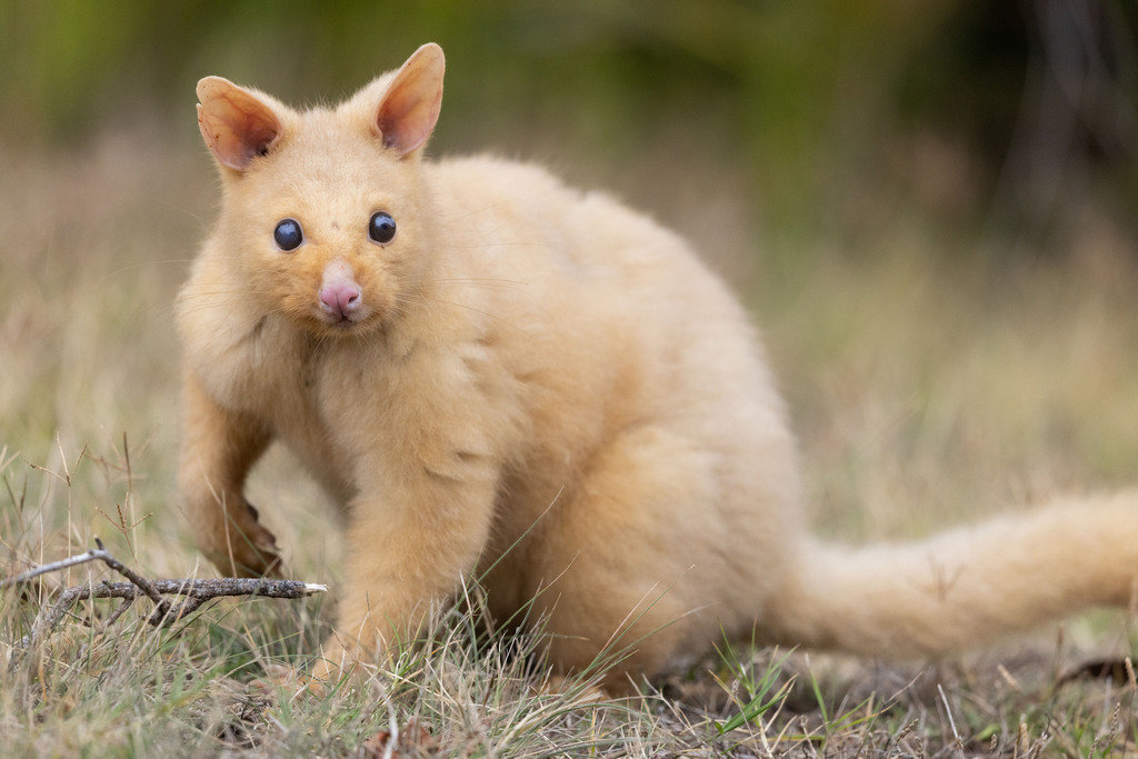 The Golden Brushtail Possum: Australia’s Fluffiest Marsupial – New and Tips