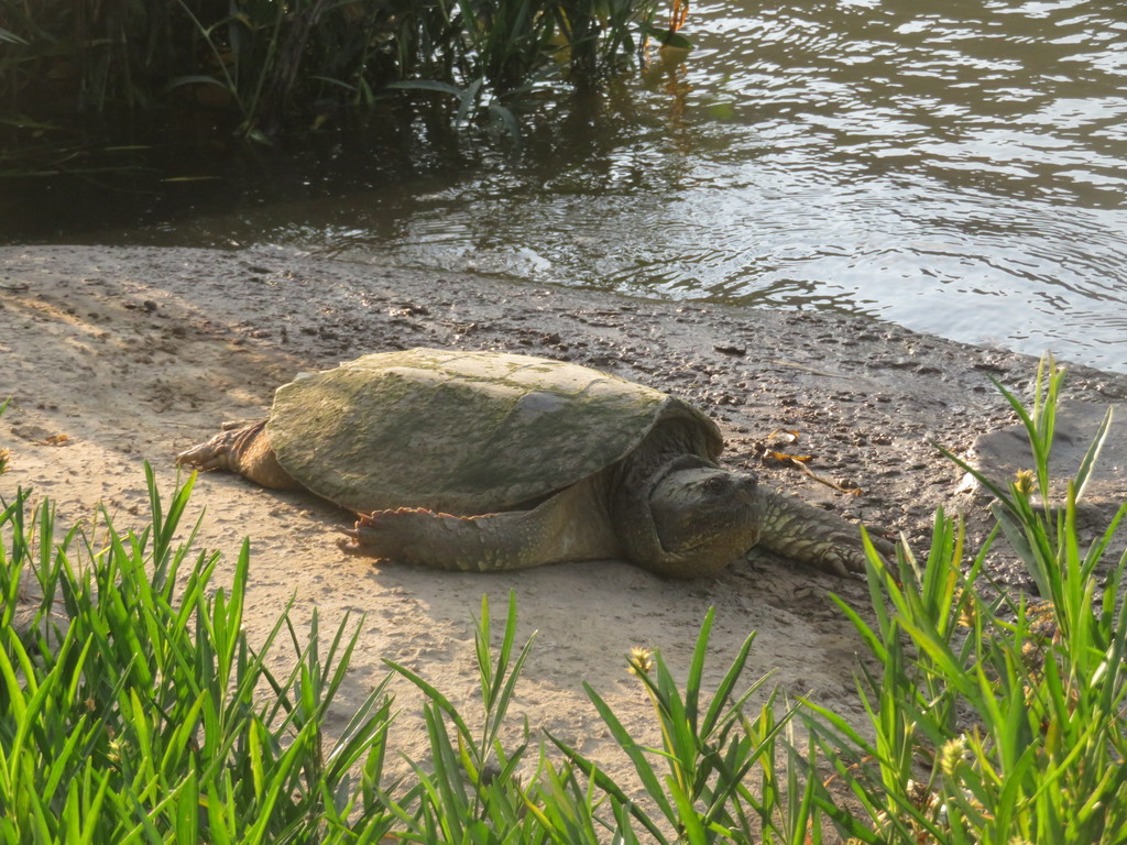 Common Snapping Turtle from Oil City, PA 16301, USA on August 28, 2018 ...