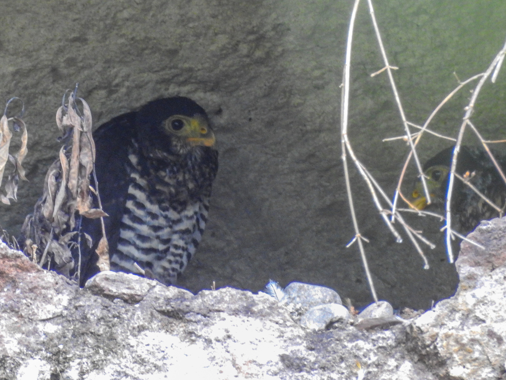 Collared Forest-Falcon in June 2023 by Sierra Eco · iNaturalist