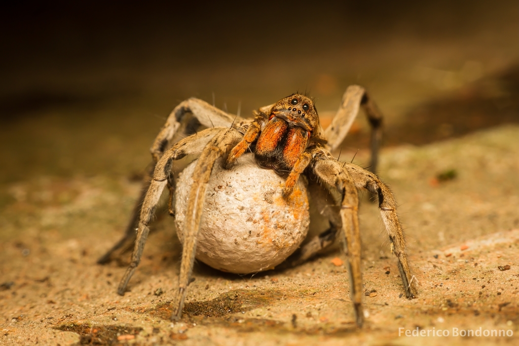 Lycosa erythrognatha from Av. Buenos Aires 73, Marcos Paz, Buenos Aires ...