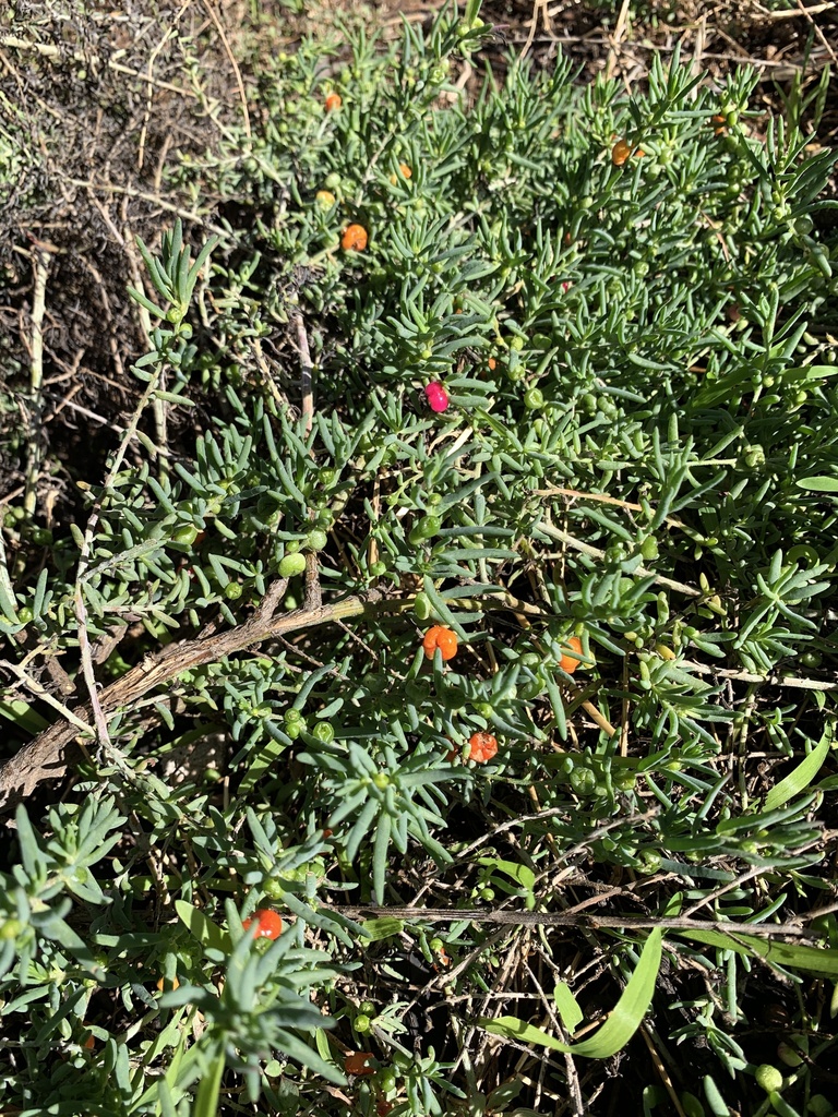 flowering plants from Princess St, Merredin, WA, AU on June 17, 2023 at ...