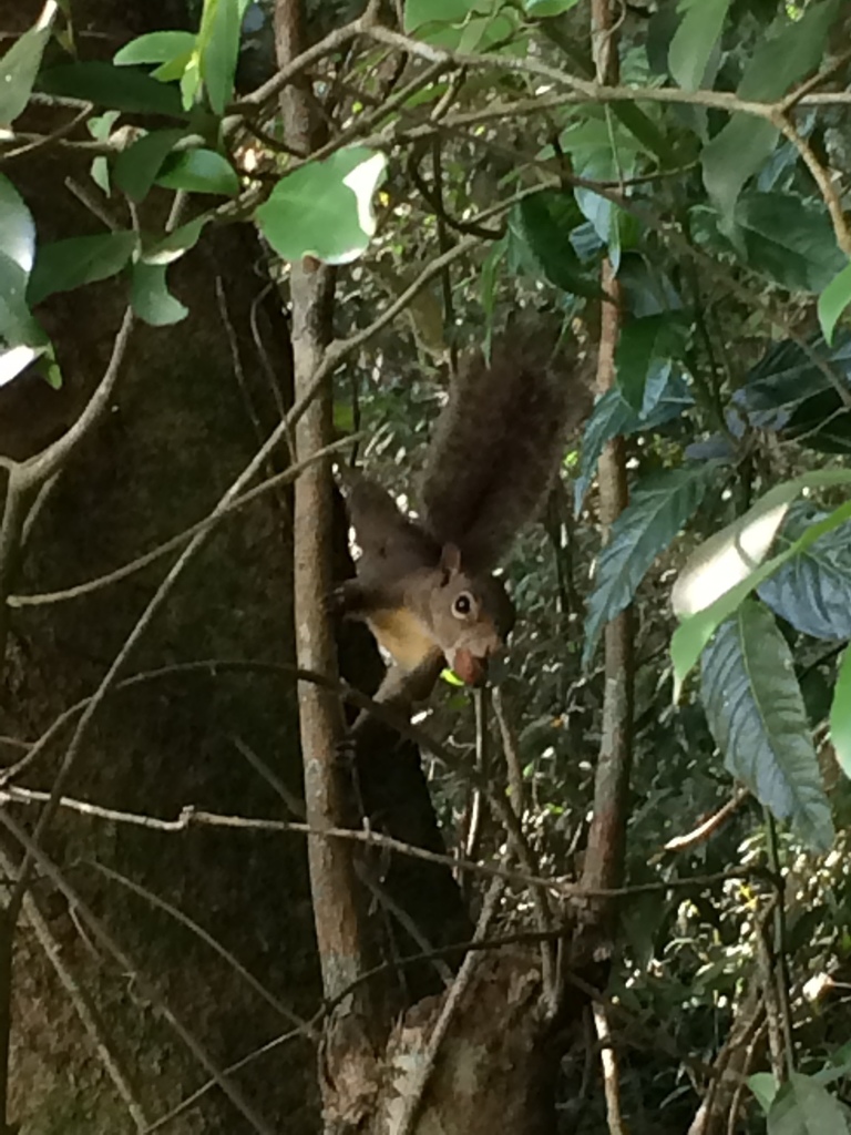 Guianan Squirrel from 18120-000, Mairinque, SP, BR on December 11, 2018 ...