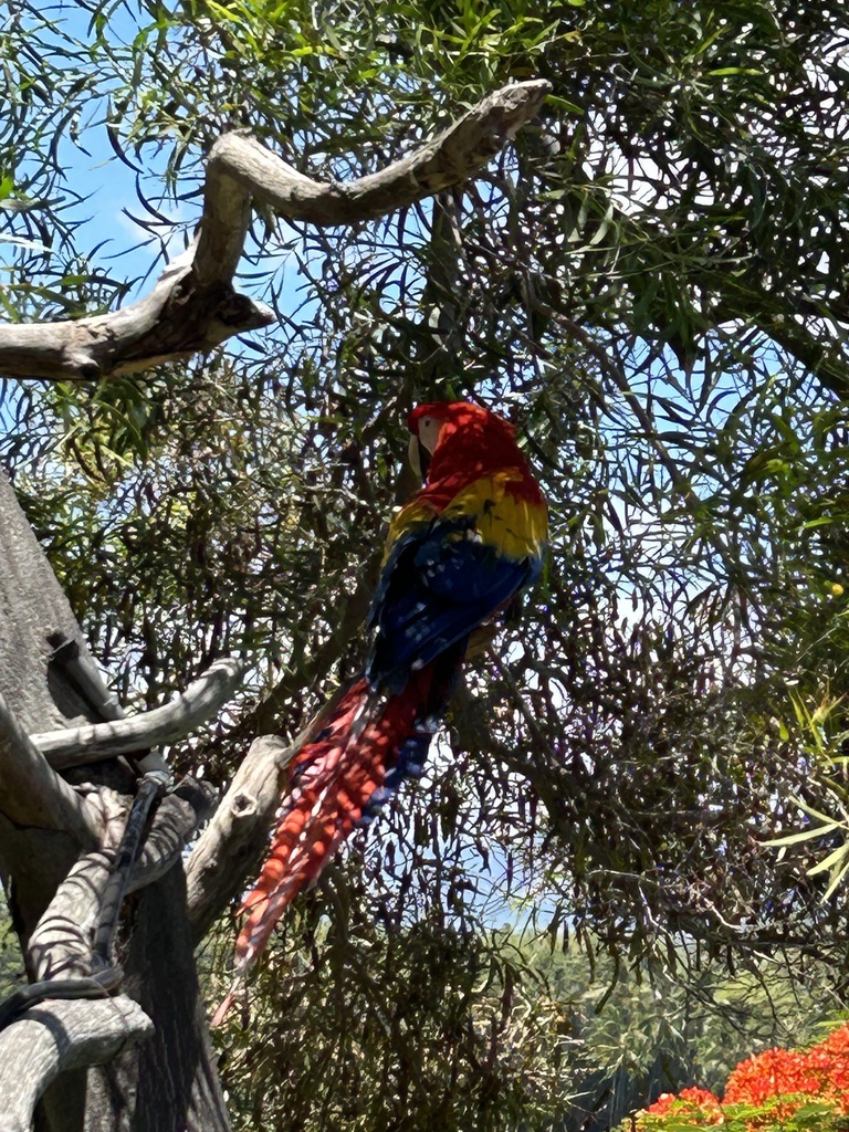 Scarlet Macaw in June 2023 by JXSKW9SI · iNaturalist